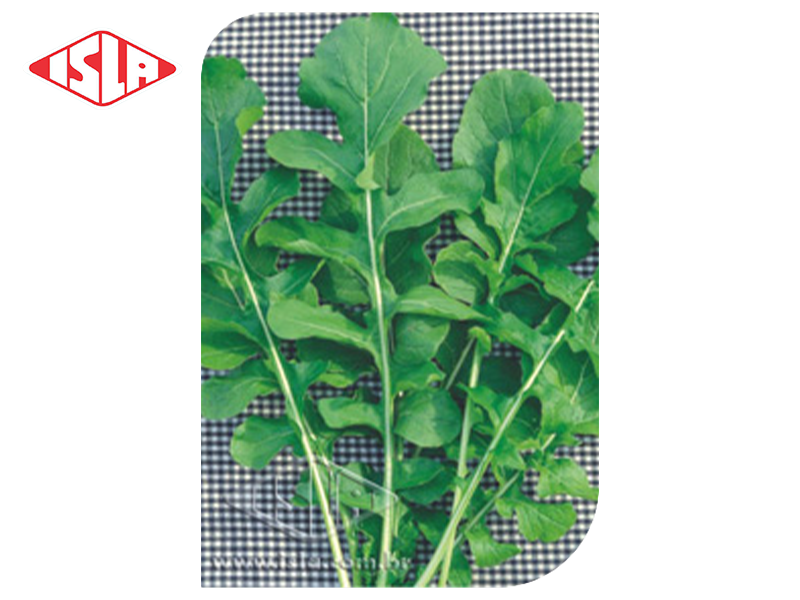 Semilla rucula cultivada 250 gr isla | Rural Makro Catalogo